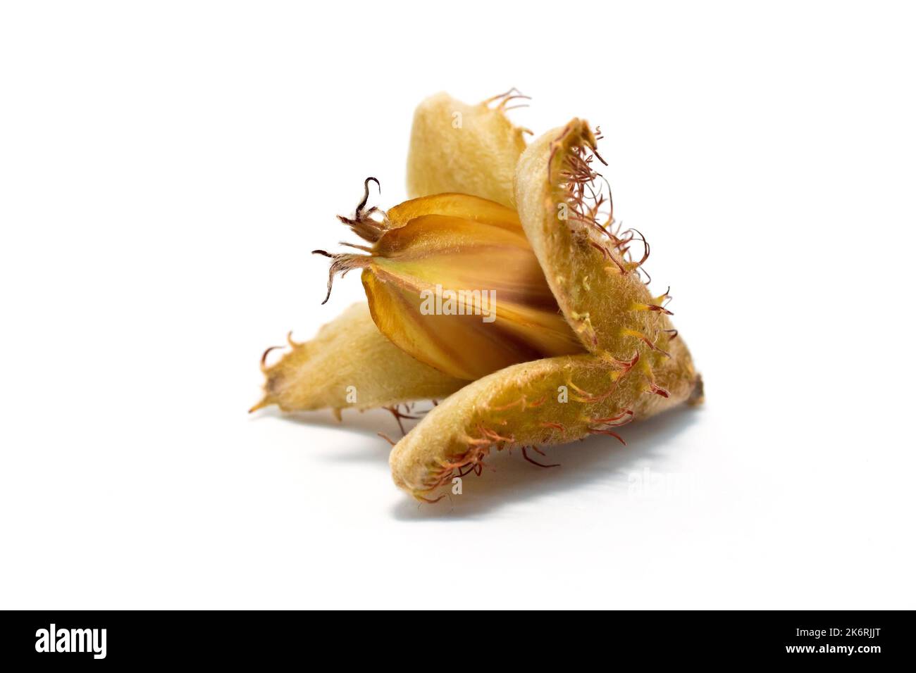 Beech (fagus sylvatica), close up showing two beech nuts sitting inside ...