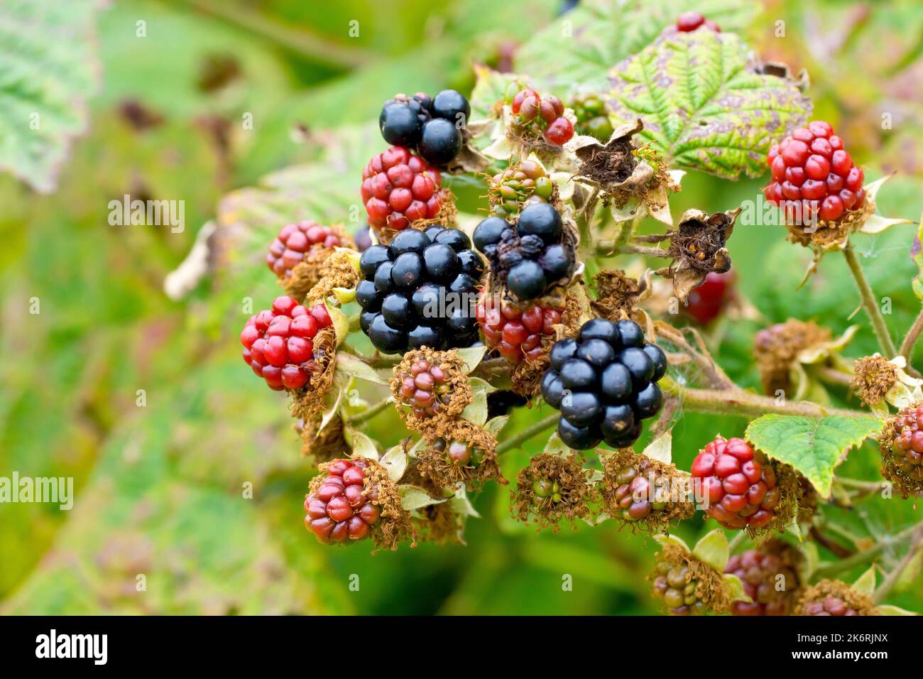 Bramble or Blackberry (rubus fruticosus), close up of the berries ...