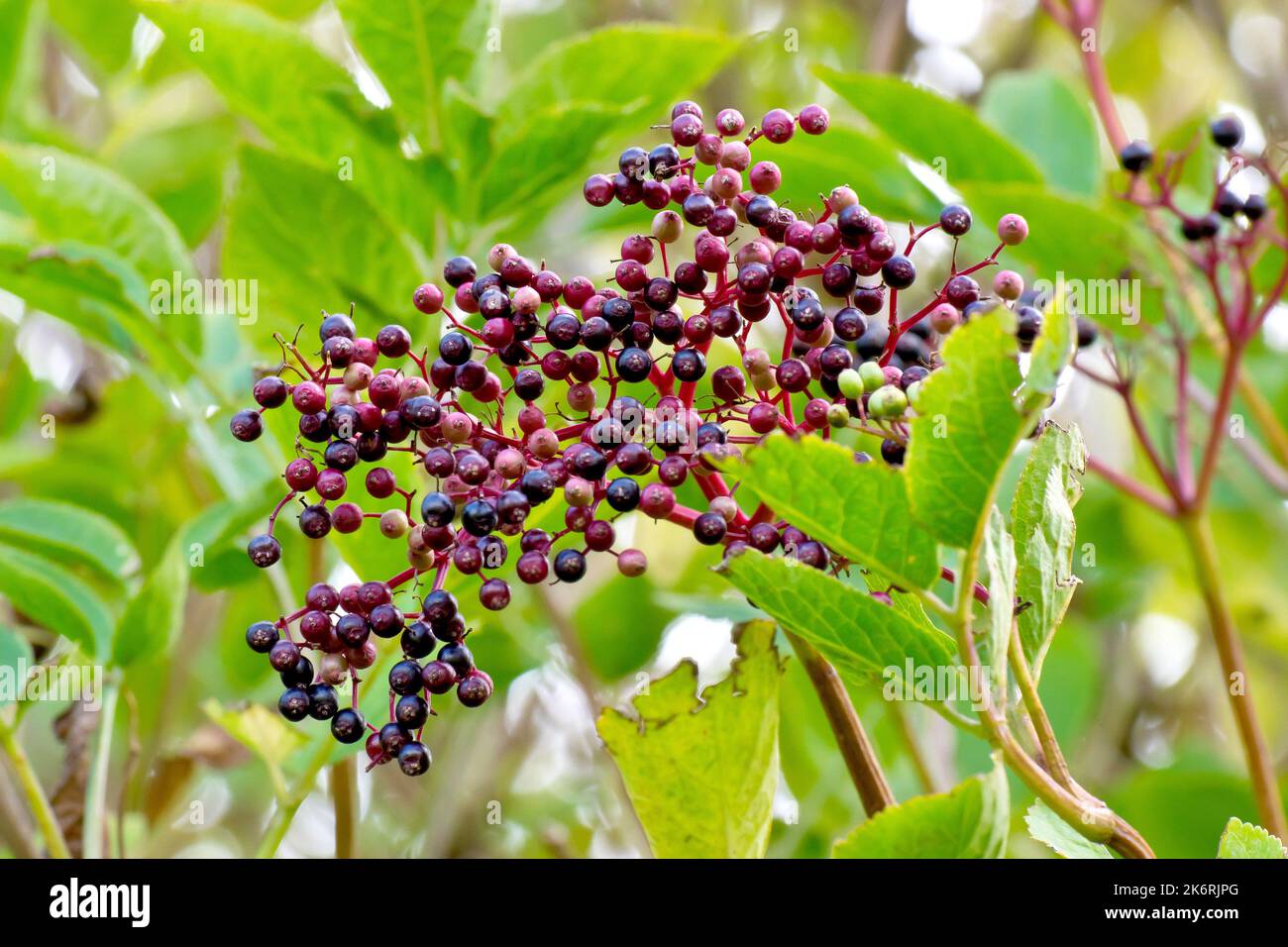 Elder, Elderflower or Elderberry (sambucus nigra), close up of an ...