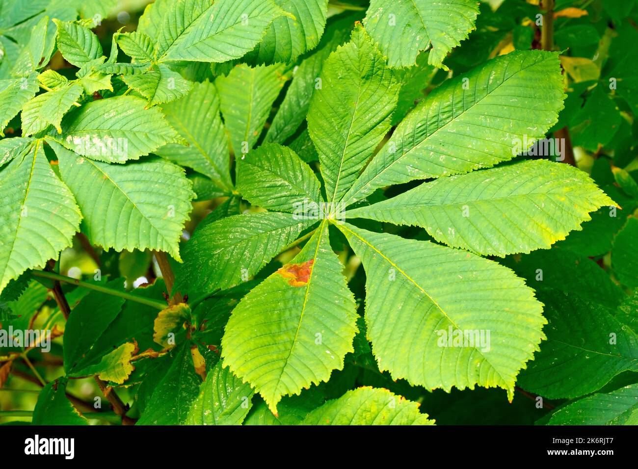 Horse Chestnut or Conker Tree (aesculus hippocastaneum), close up ...