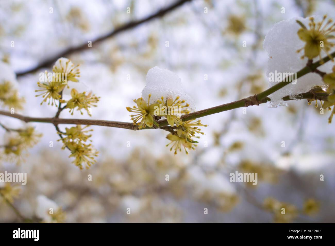 Flowers got covered in snow on a branch Stock Photo - Alamy