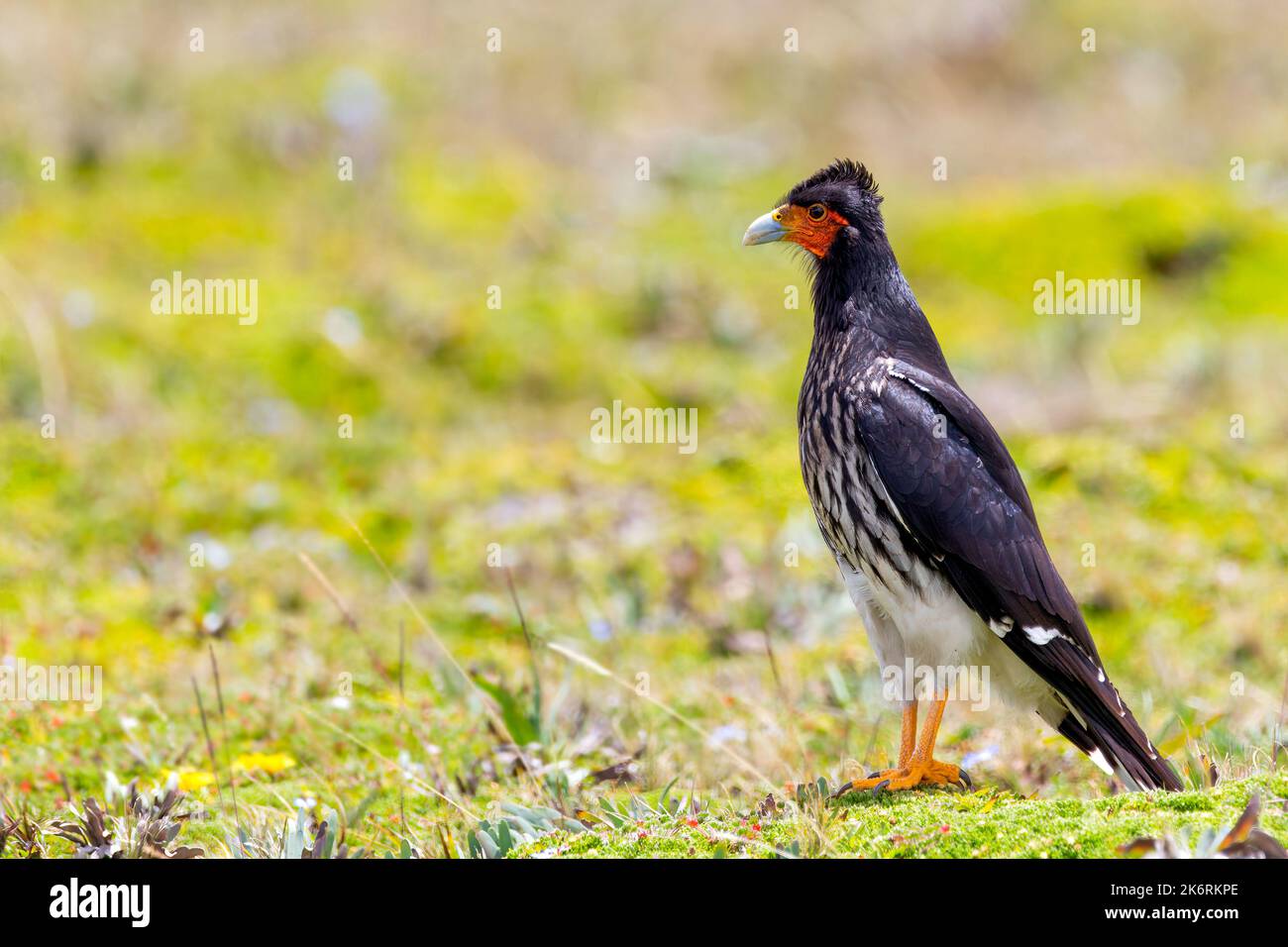 The carunculated caracara (Phalcoboenus carunculatus), Antisana ...