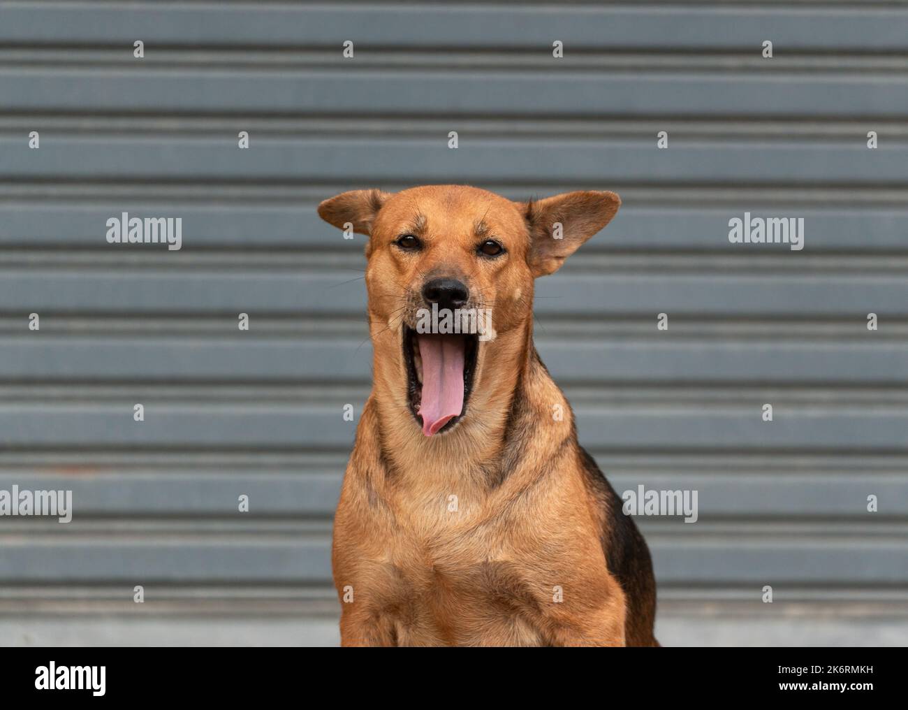 Young brown female domestic dog adopted sitting and looking at camera ...
