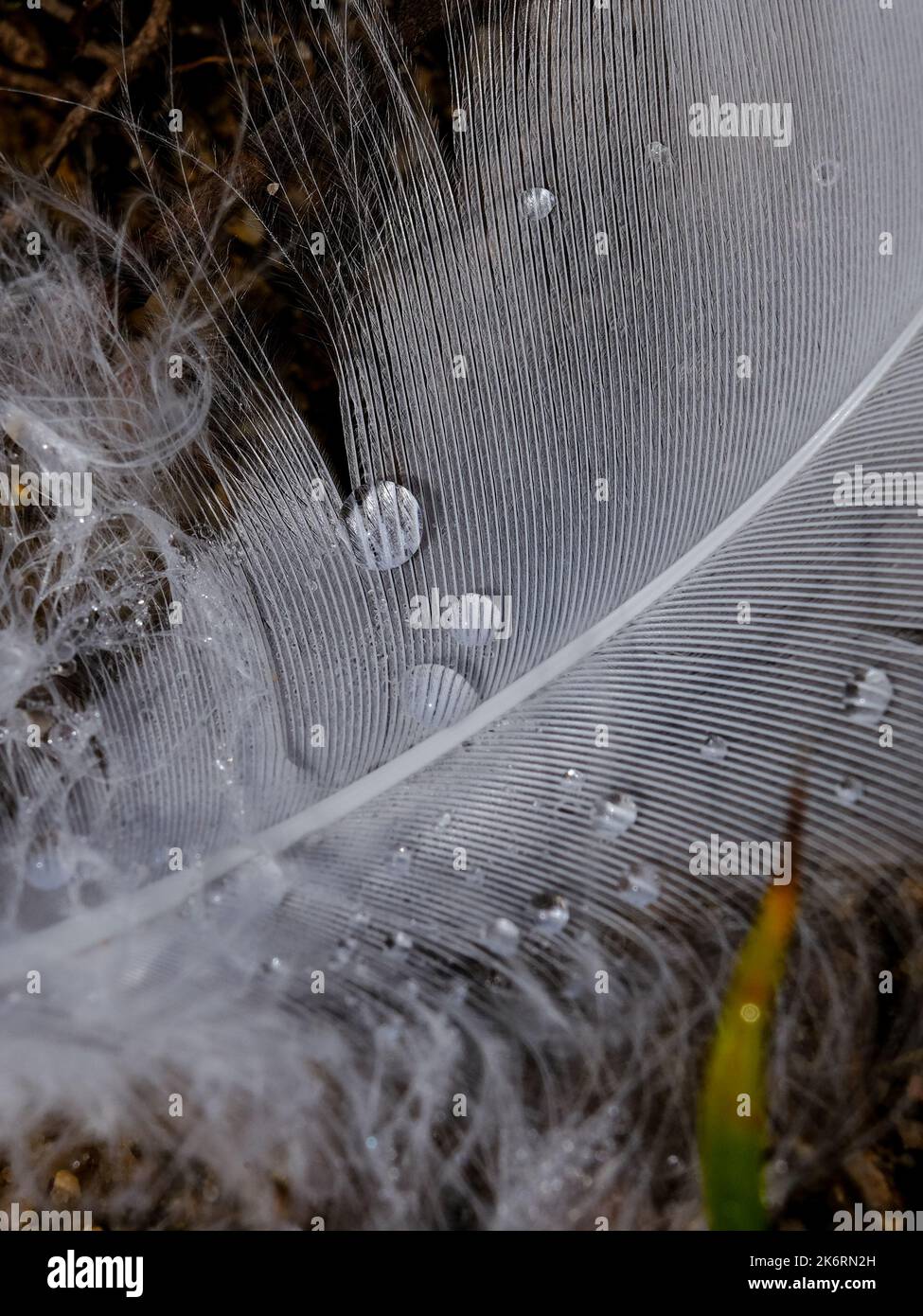 Macro photography of a white feather of a swan with water drops. The ...