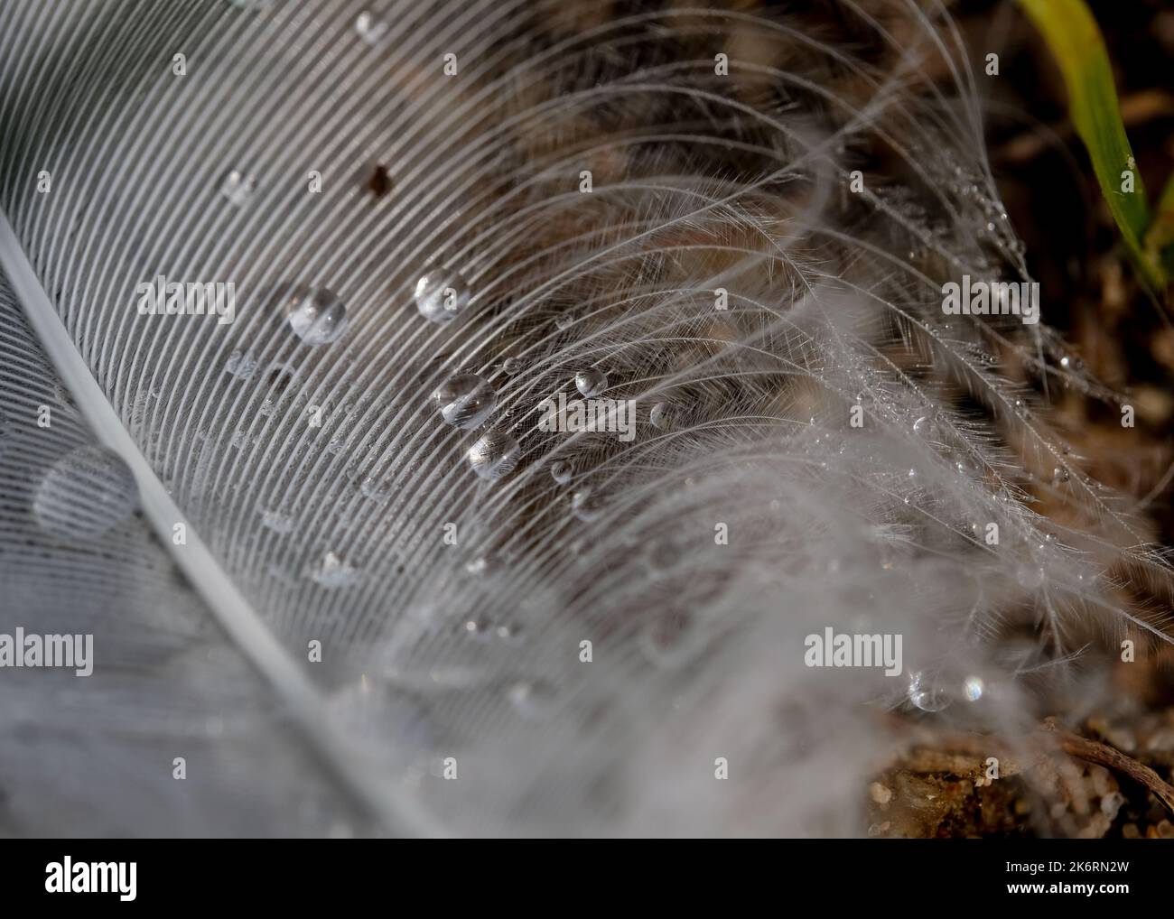 Macro photography of a white feather of a swan with water drops. The ...