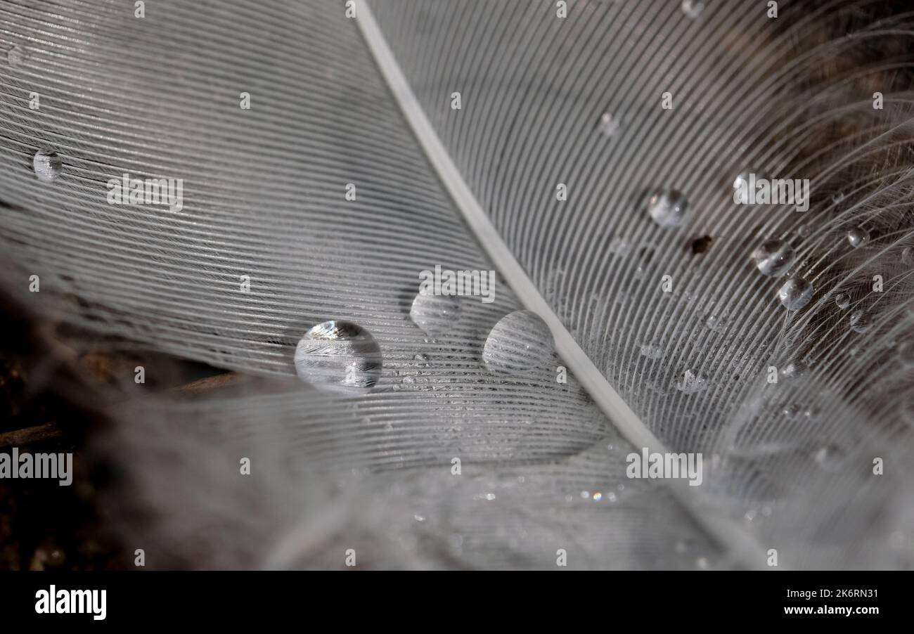 Macro photography of a white feather of a swan with water drops. The ...