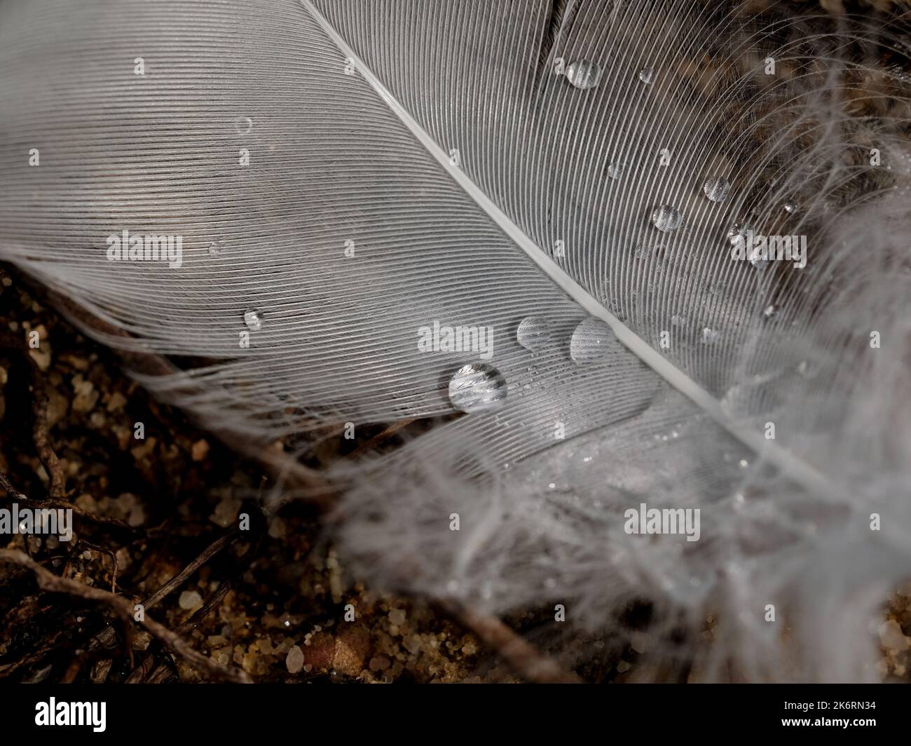 Macro photography of a white feather of a swan with water drops. The ...