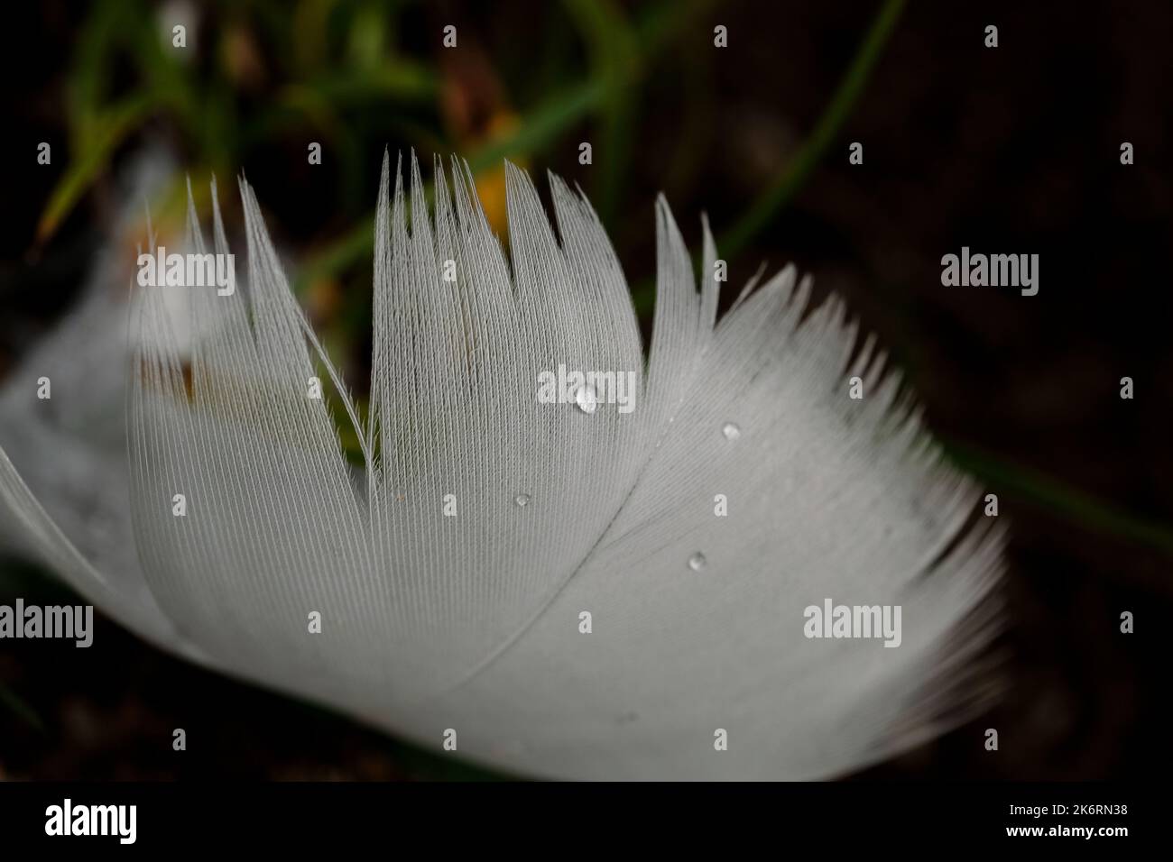 Macro photography of a white feather of a swan with water drops. The ...