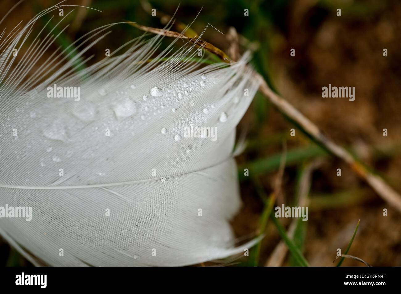 Macro photography of a white feather of a swan with water drops. The ...