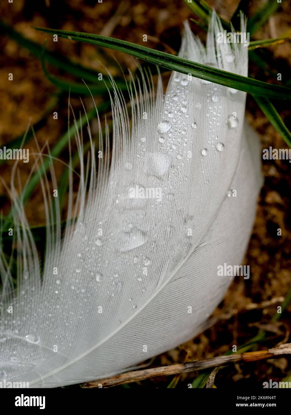 Macro photography of a white feather of a swan with water drops. The ...