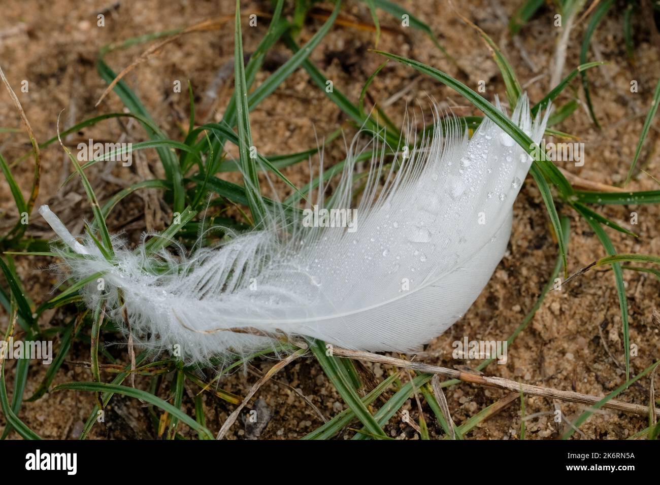 Macro photography of a white feather of a swan with water drops. The ...