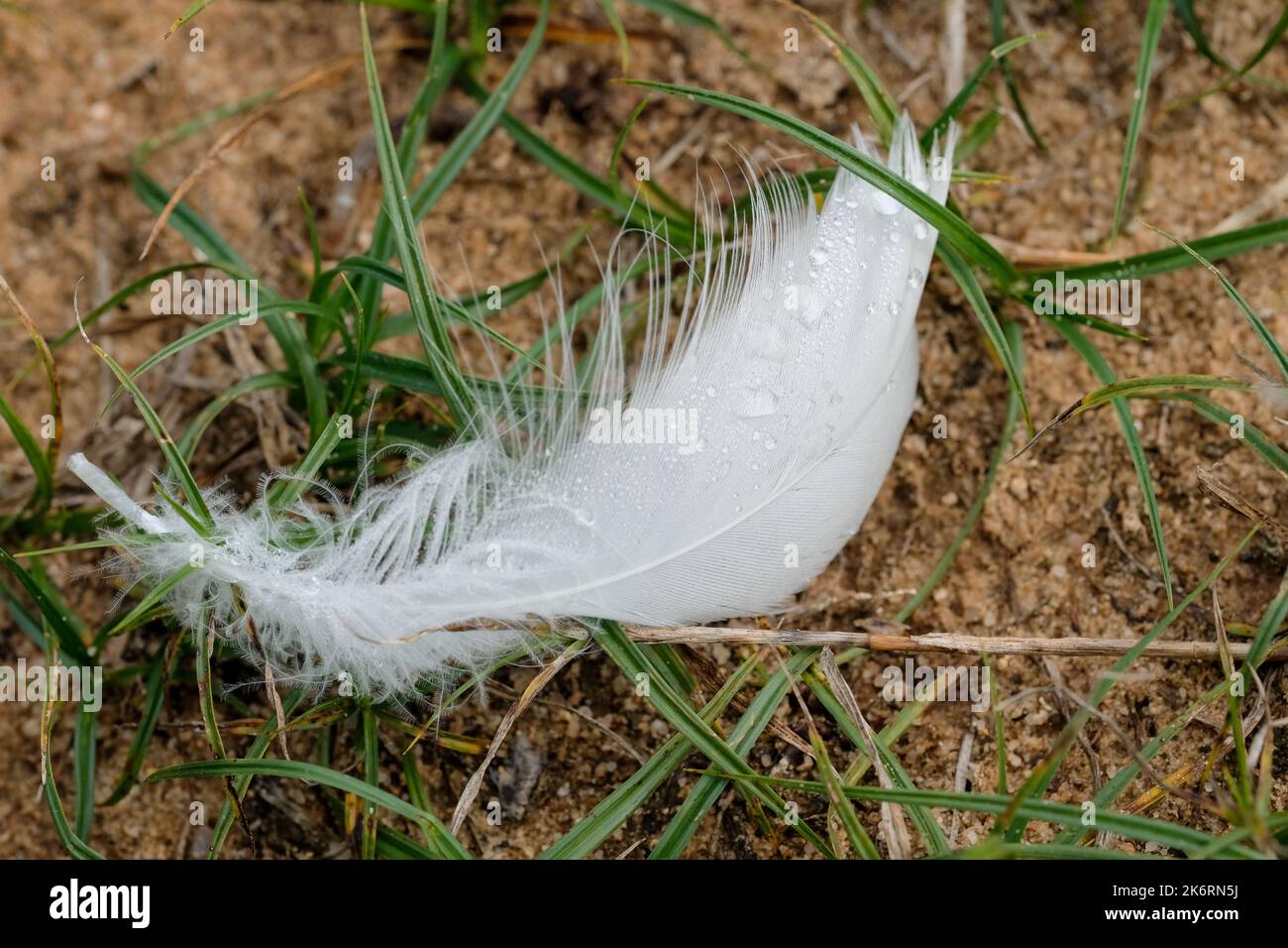Macro photography of a white feather of a swan with water drops. The ...