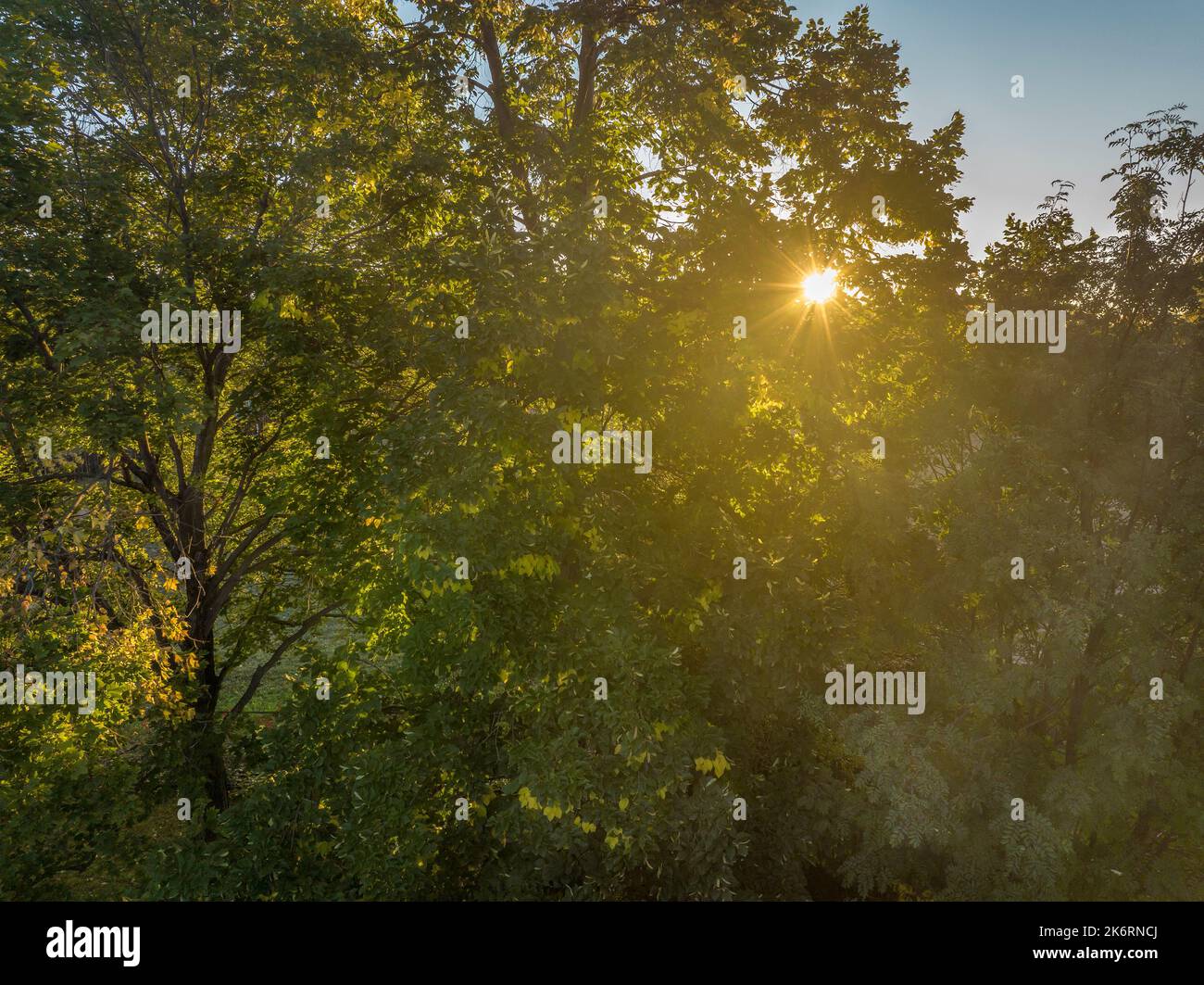 warm sun shining through tree foliage in backyard, aerial view of fall ...