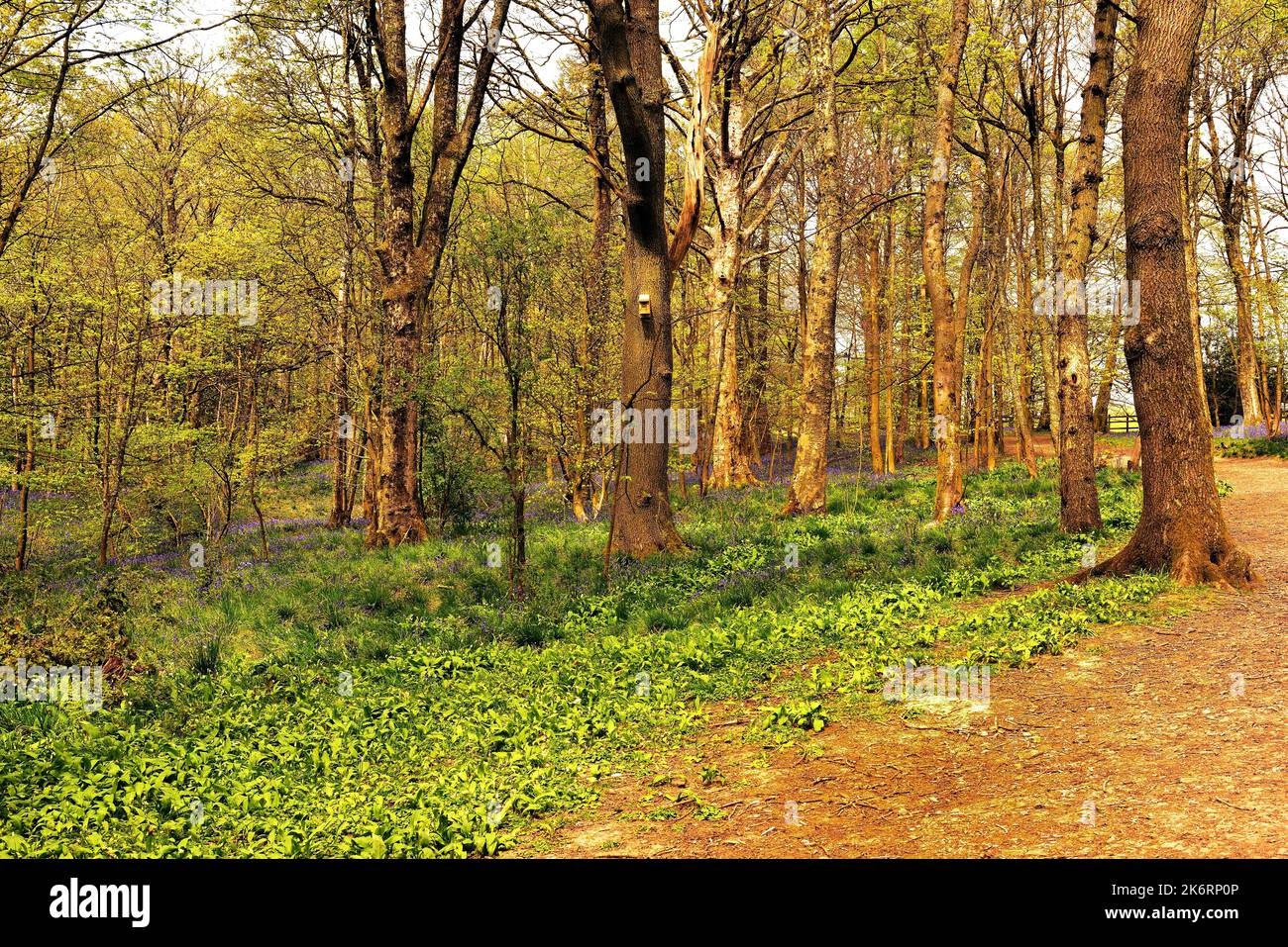 Native English Hyacinthoides in an ancient Woodland Stock Photo - Alamy