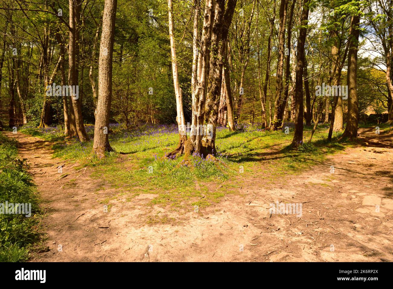 Native English Hyacinthoides in an ancient Woodland Stock Photo - Alamy