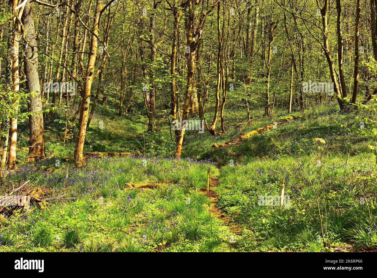 Native English Hyacinthoides in an ancient Woodland Stock Photo - Alamy