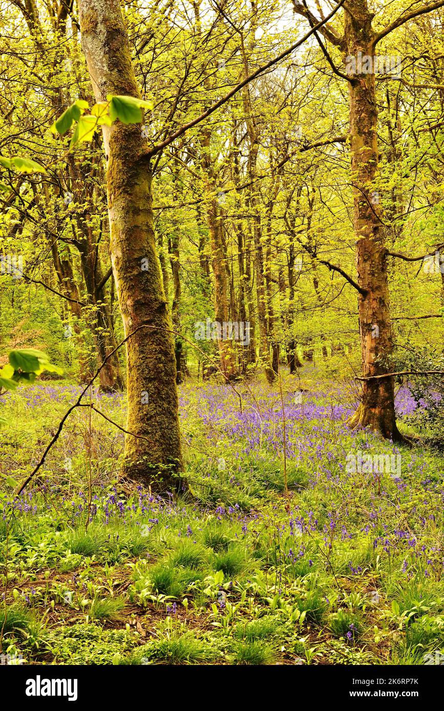 Native English Hyacinthoides in an ancient Woodland Stock Photo - Alamy
