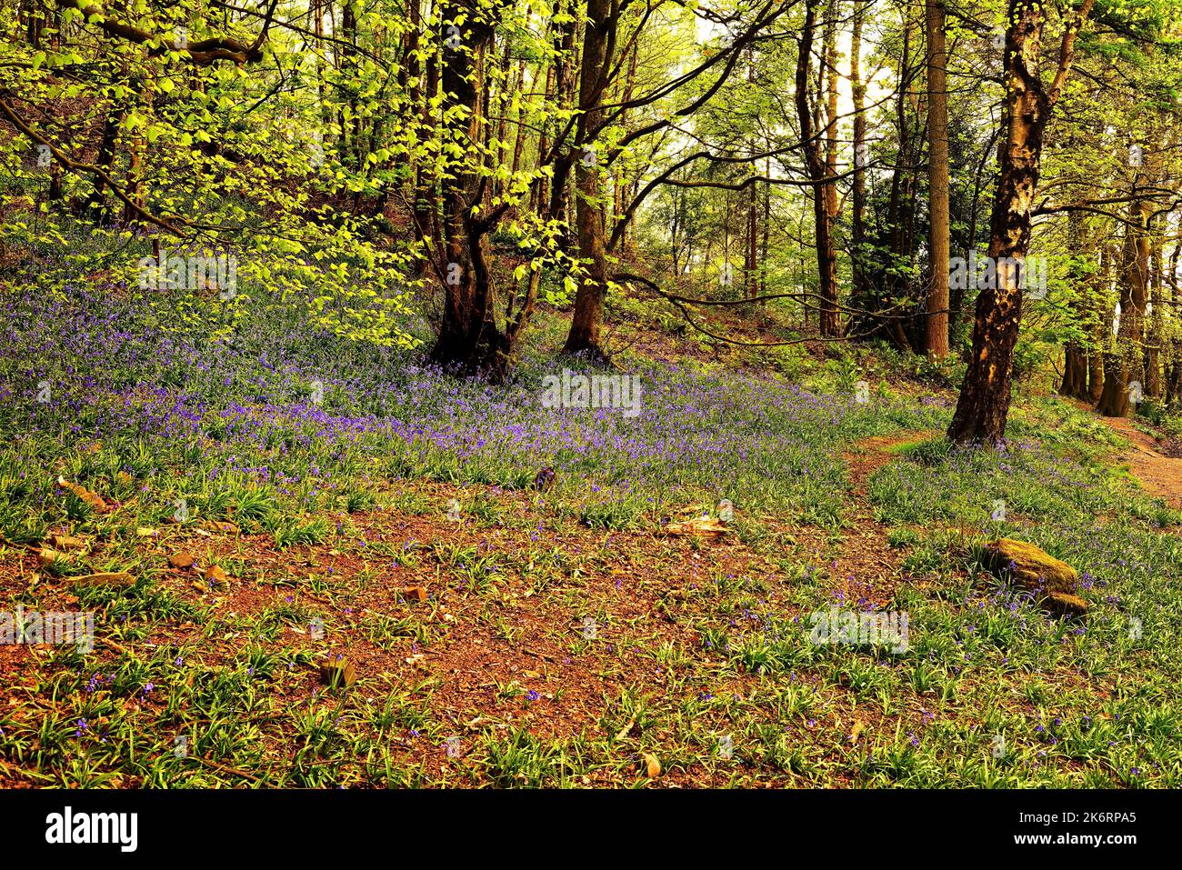 Native English Hyacinthoides in an ancient Woodland Stock Photo - Alamy