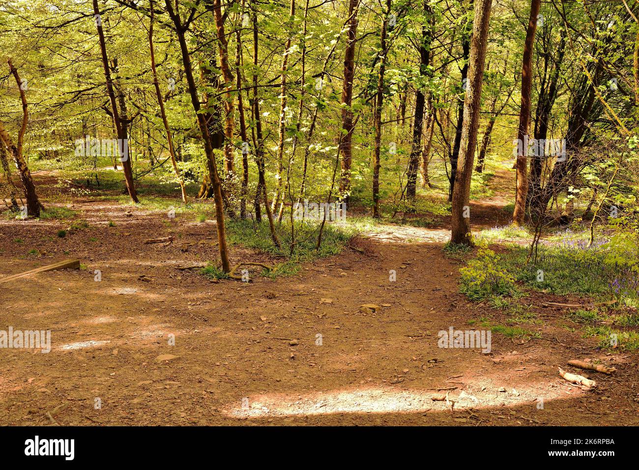 Native English Hyacinthoides in an ancient Woodland Stock Photo - Alamy