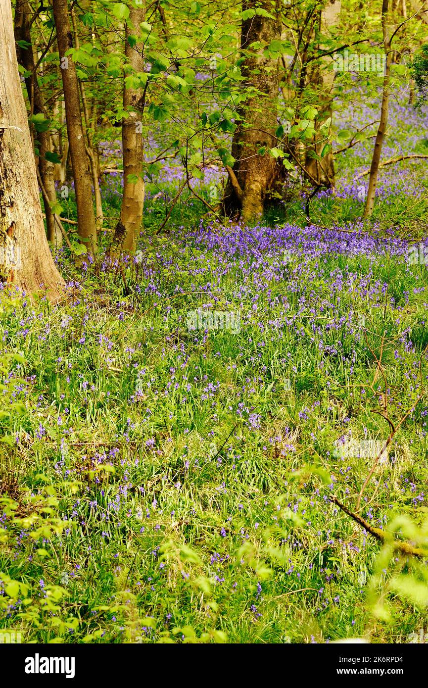 Native English Hyacinthoides in an ancient Woodland Stock Photo - Alamy