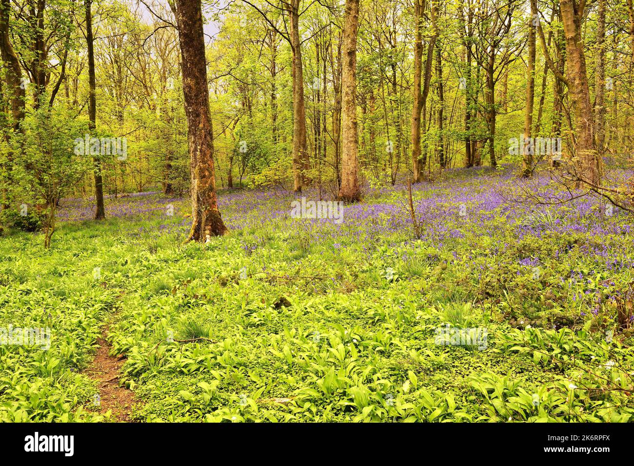 Native English Hyacinthoides in an ancient Woodland Stock Photo - Alamy