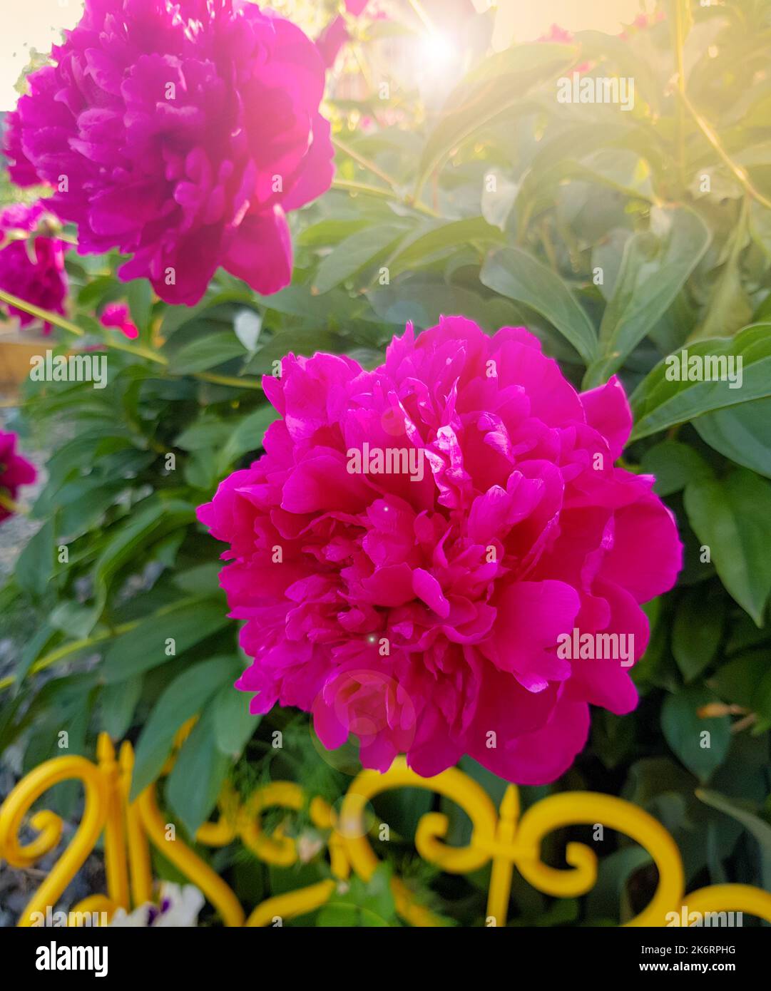 Bright red peony bloomed in early spring in the open, on a flower bed ...