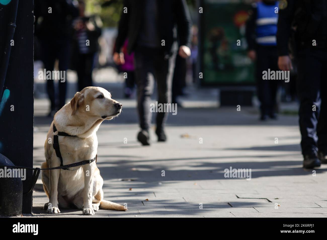 Dog with owner sad hi-res stock photography and images - Alamy