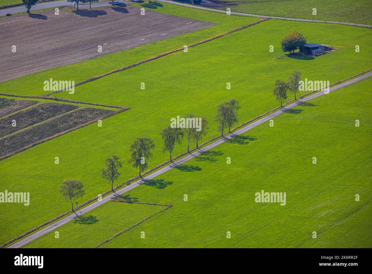 Aerial view, avenue of trees, row of trees at roadside, Eversberg ...