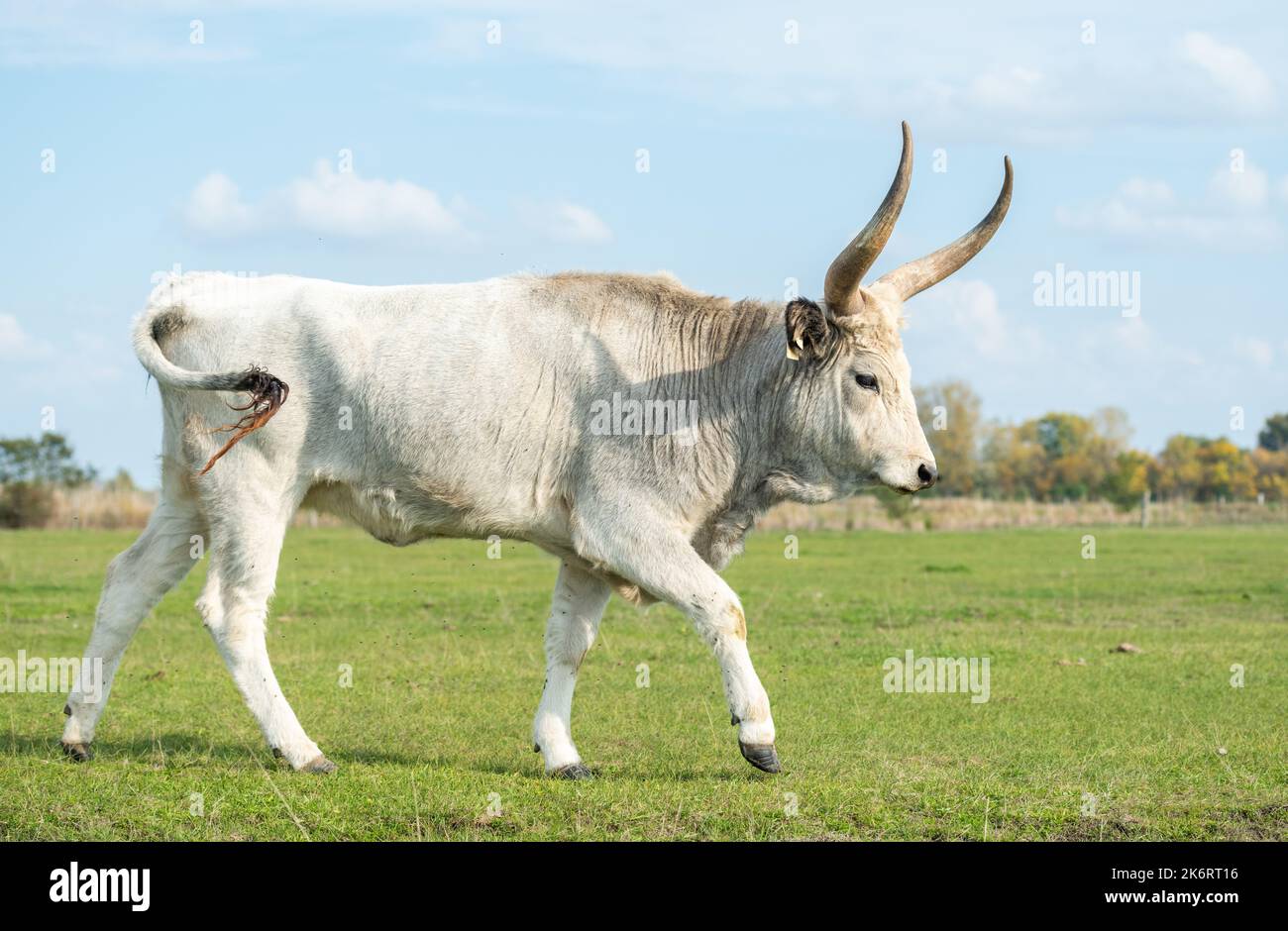 The Hungarian Grey breed of beef cattle in Hortobagy National Park in ...