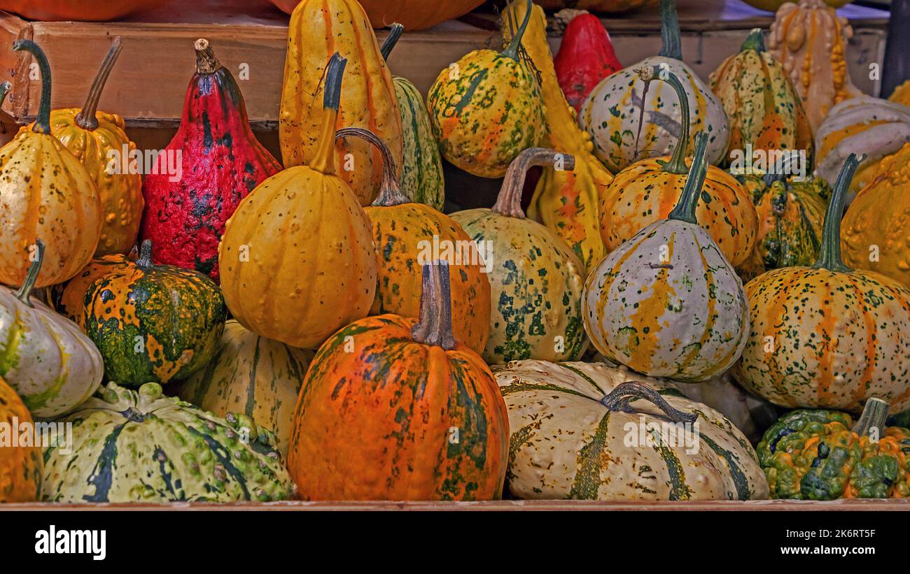 Decorative small pumpkins sold on market stall just before Halloween ...