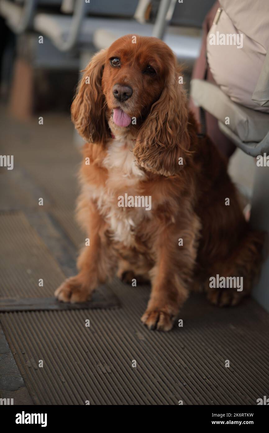 Cute brown spaniel dog sitting in a tram Stock Photo - Alamy