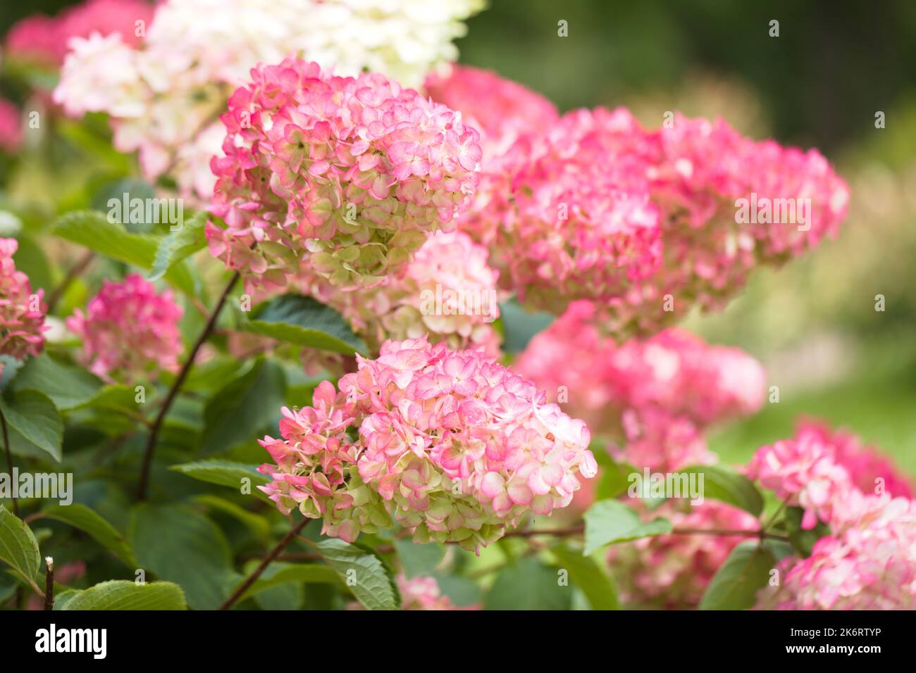 Hydrangea paniculata blooming in hi-res stock photography and images ...