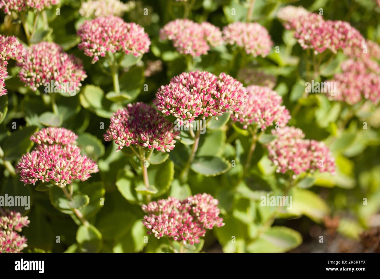 Stonecrops hi-res stock photography and images - Alamy