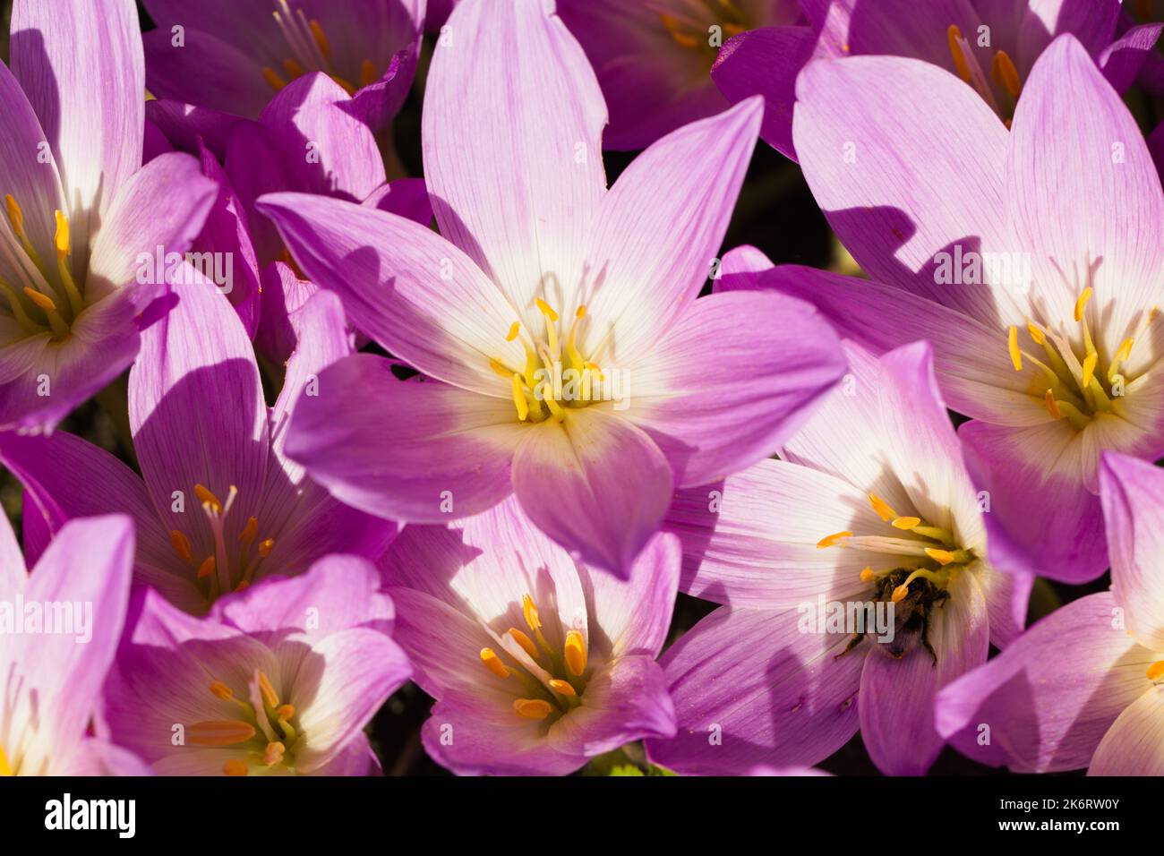 Close-up view of flowers of Colchicum in a garden in a sunny springtime ...