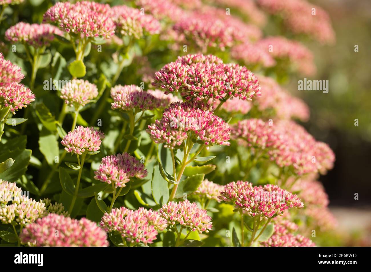 Stonecrops hi-res stock photography and images - Alamy
