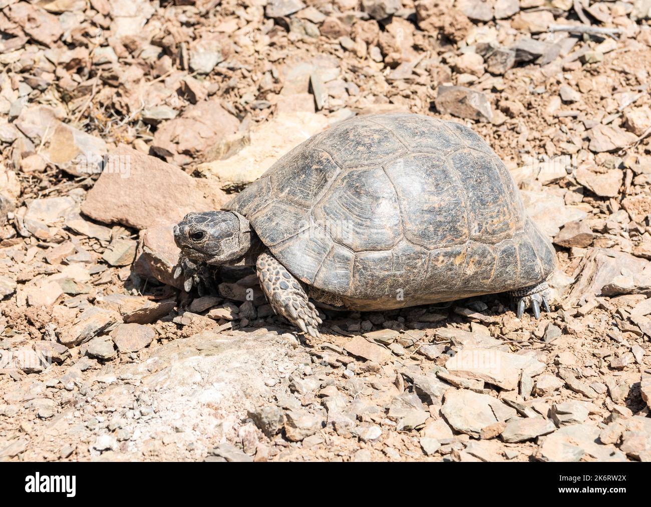 The Greek tortoise (Testudo graeca), also known as the spur-thighed ...