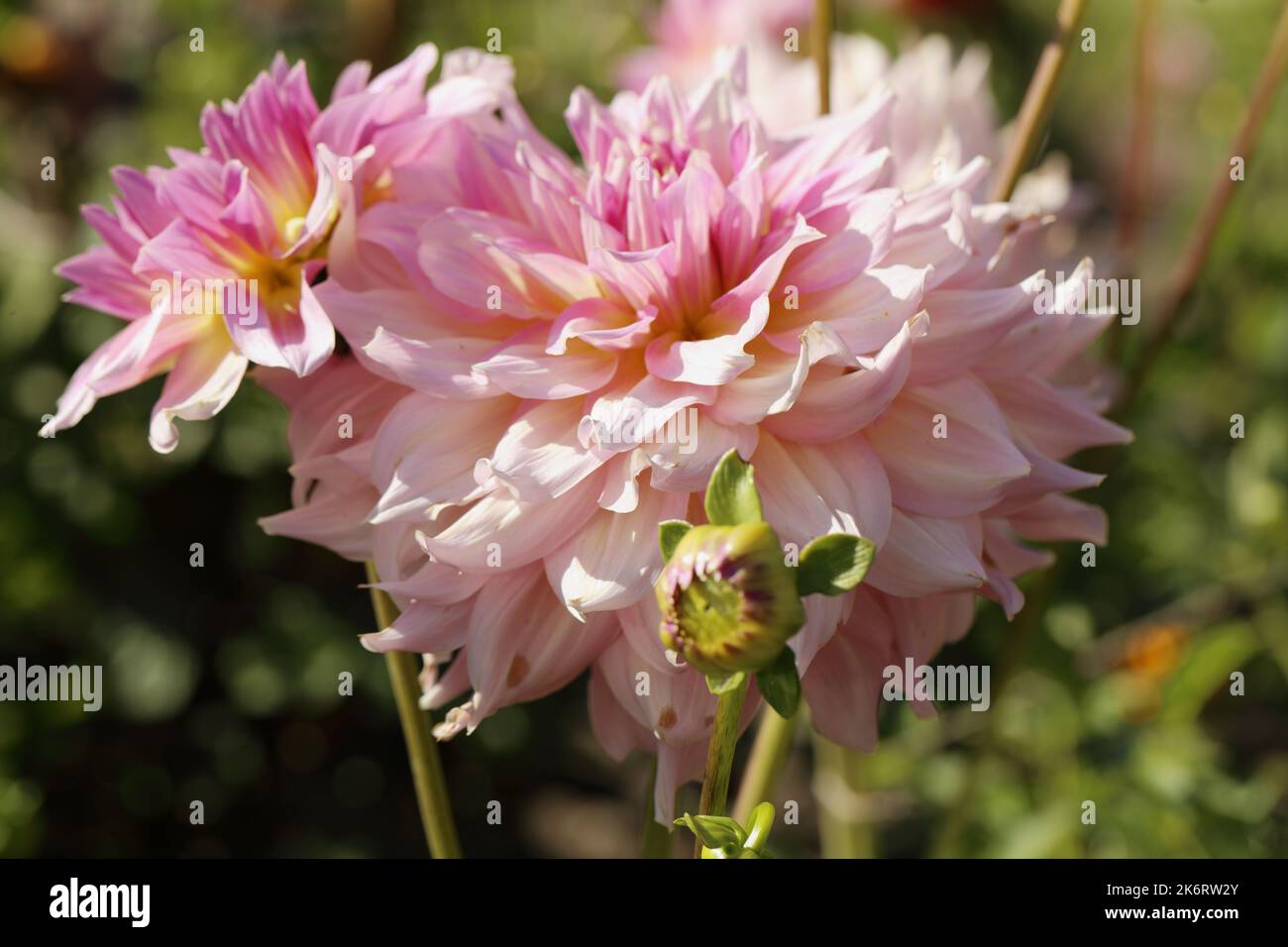 Dahlia flowers in a garden Stock Photo - Alamy