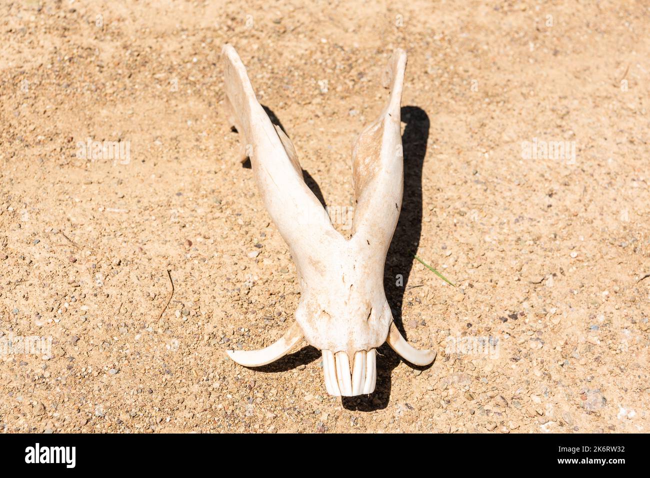 Lower jaw of wild boar (Sus scrofa Stock Photo - Alamy