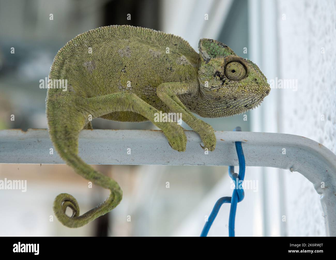 Common chameleon (Chamaeleo chamaeleon), coloured light green, in urban ...
