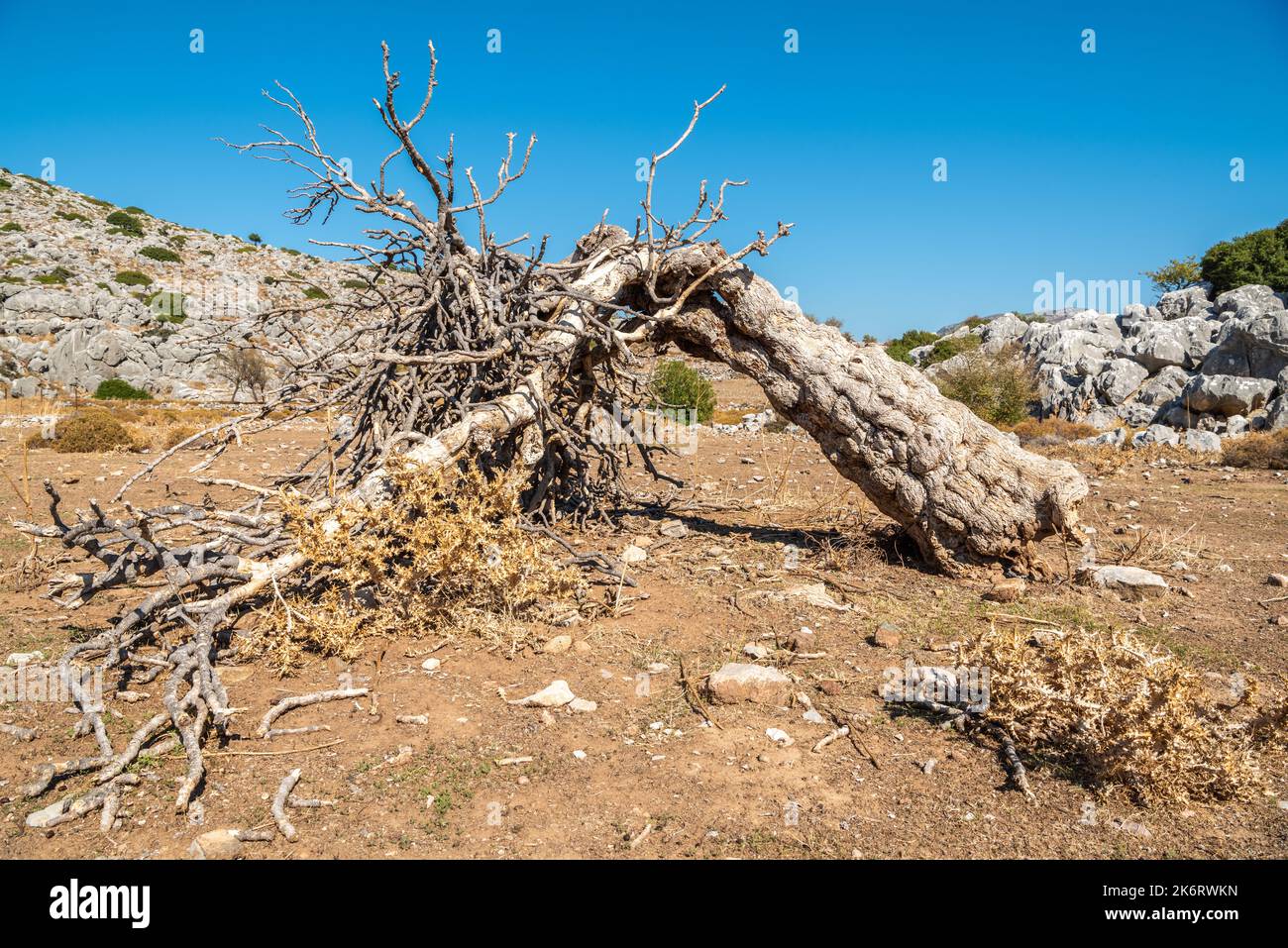 Dry fallen tree among the arid landscape of Mediterranean Turkey Stock ...