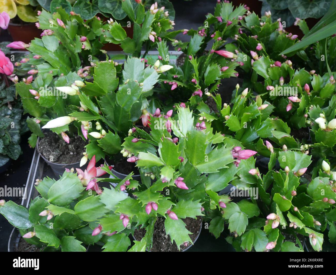 Modern, trendy home plants in a plant nursery with other plants in the ...