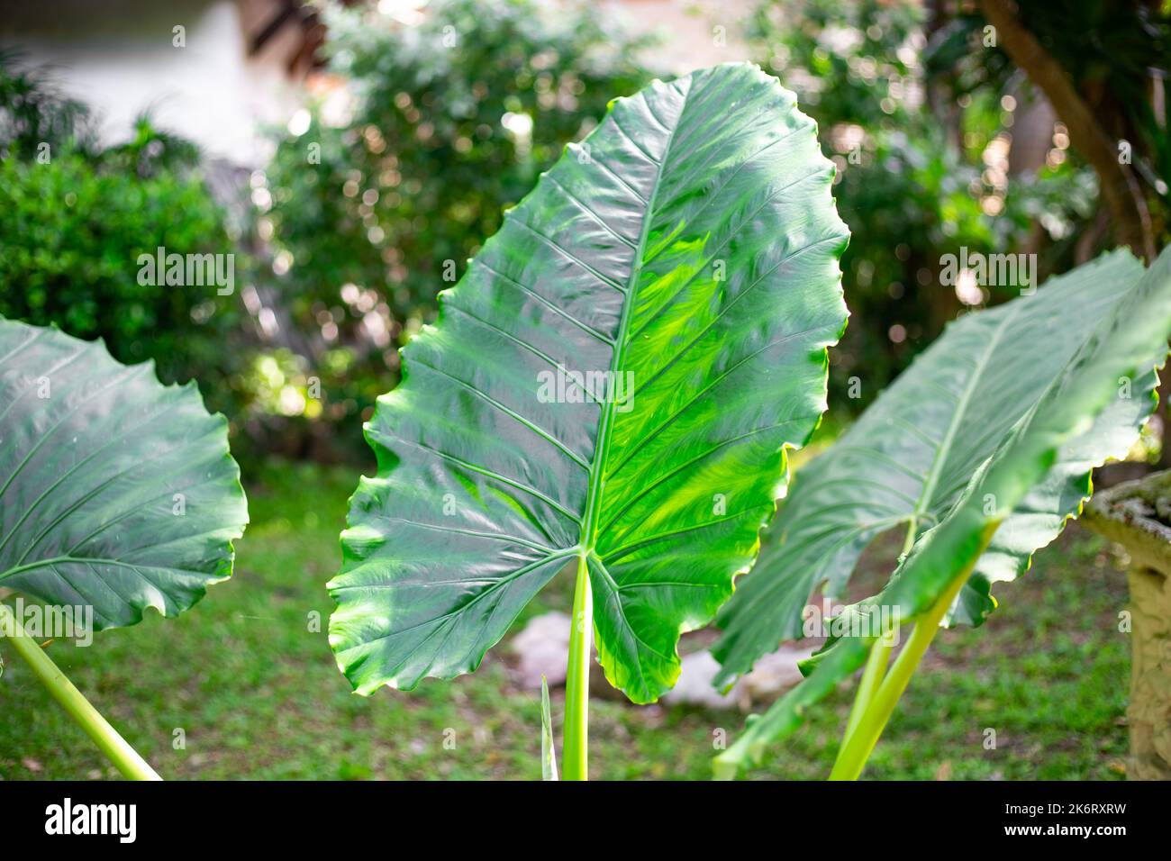 Large leaves of a tropical green plant Alocasia large root in the ...