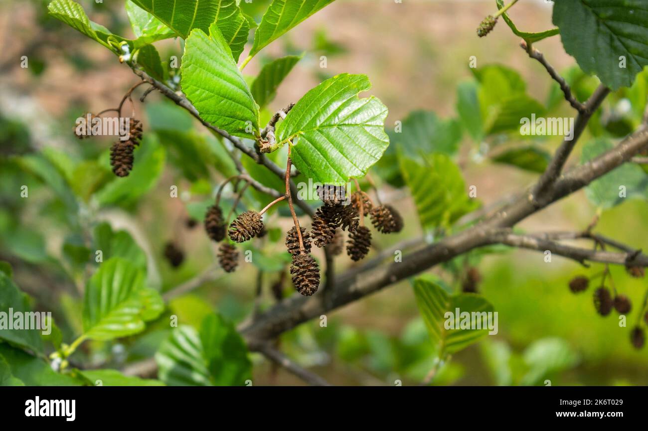 Green and brown alder cones, alder catkins and green leaves Stock Photo ...