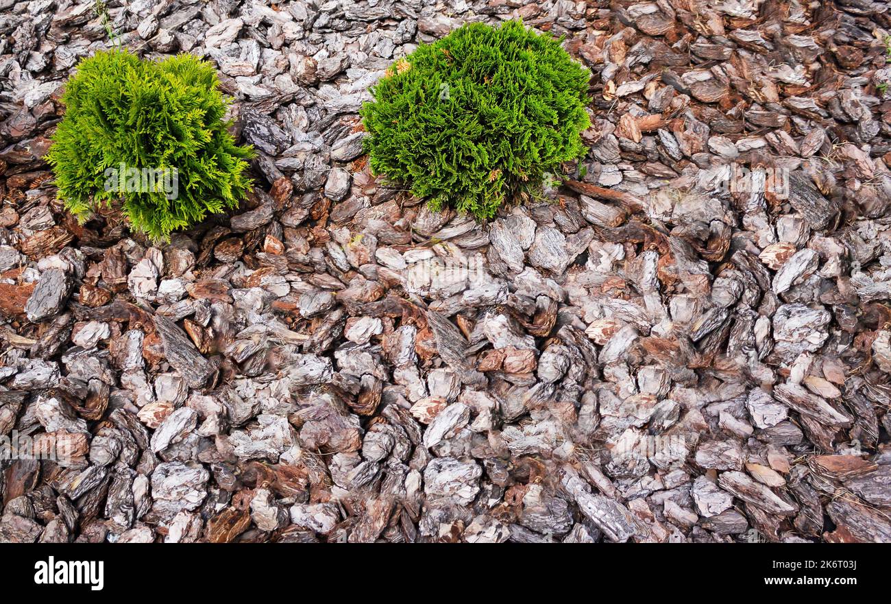 Thuja with decorative landscape pine bark mulch. Close-up. Copy space ...