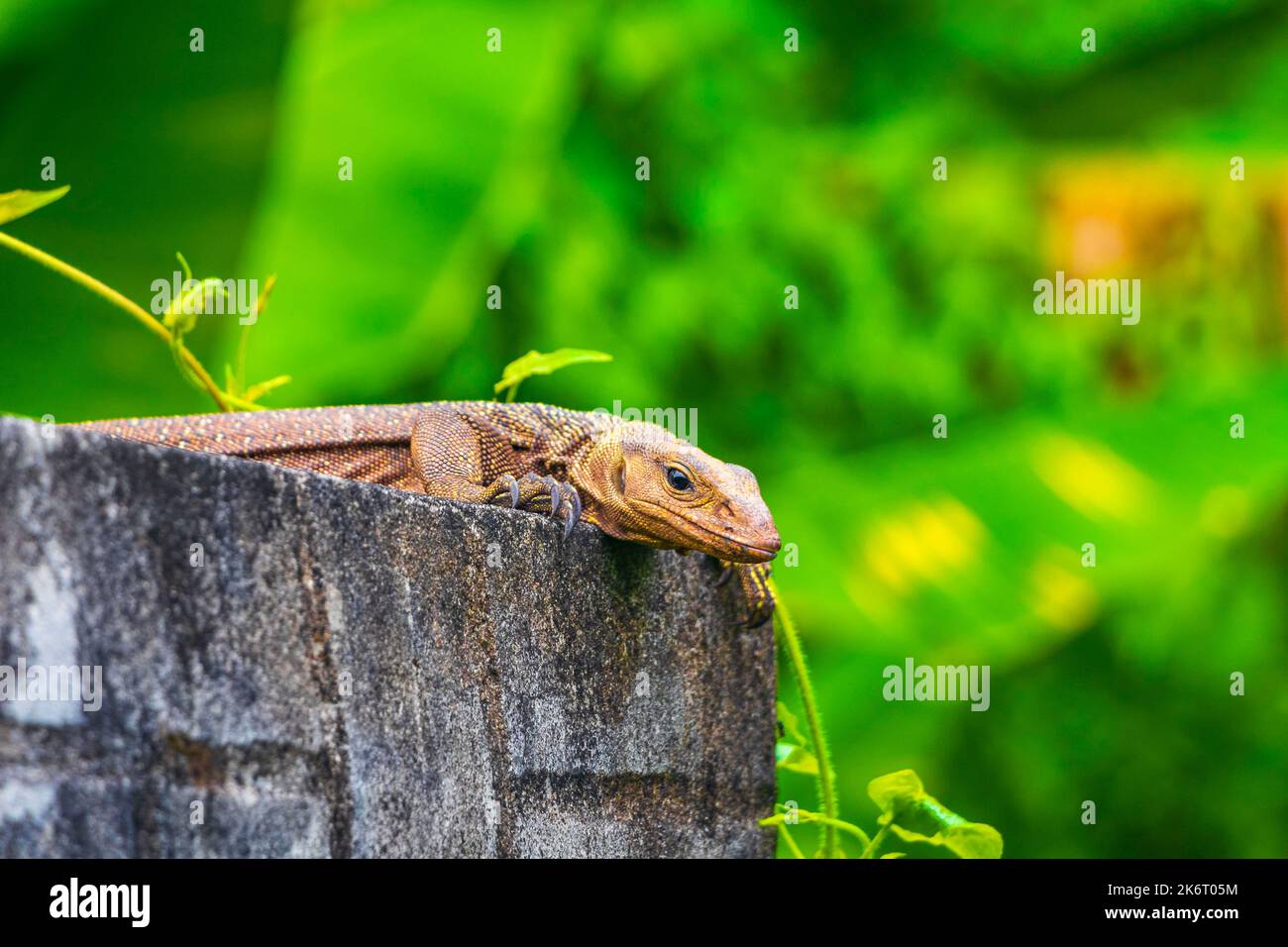 Lizards geckos iguanas reptiles in thai nature on stone rock and branch ...