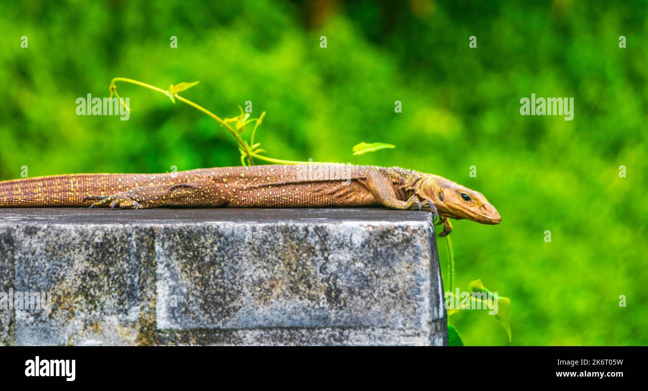 Lizards geckos iguanas reptiles in thai nature on stone rock and branch ...