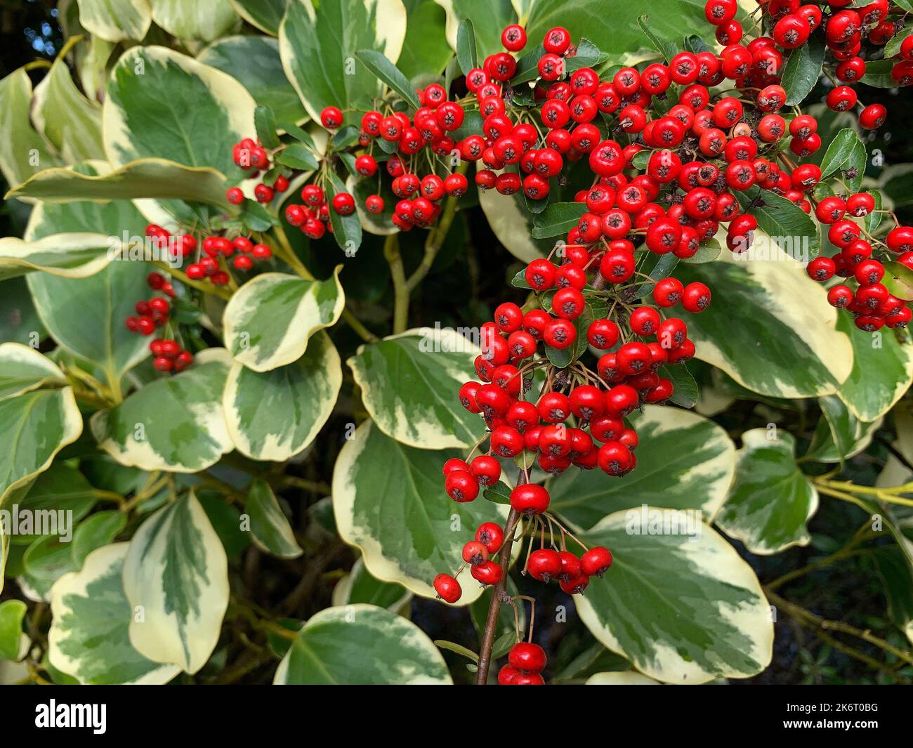 Red seeds of pyracantha hi-res stock photography and images - Alamy