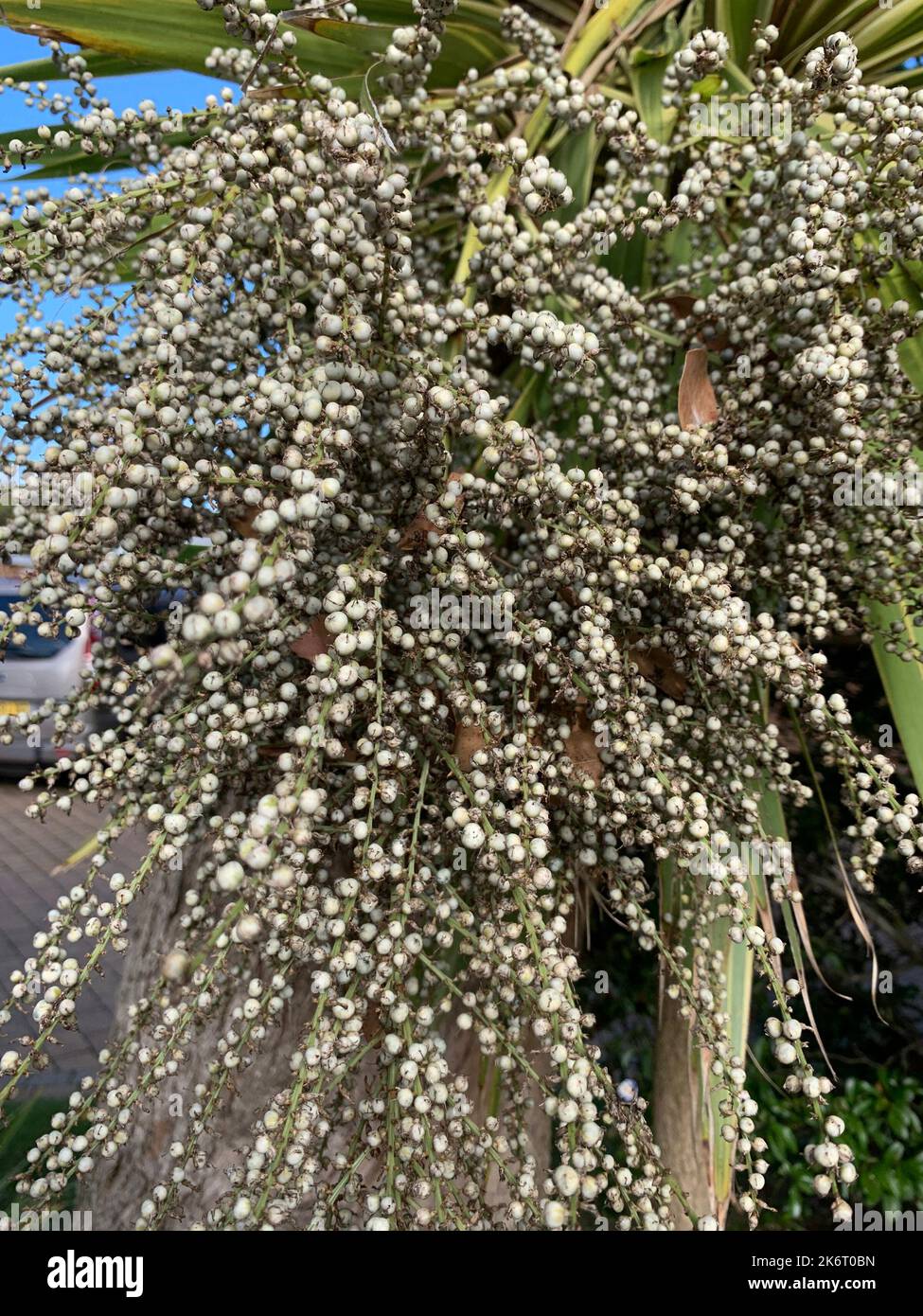Close up of the clusters of seeds of the evergreen exotic garden palm ...