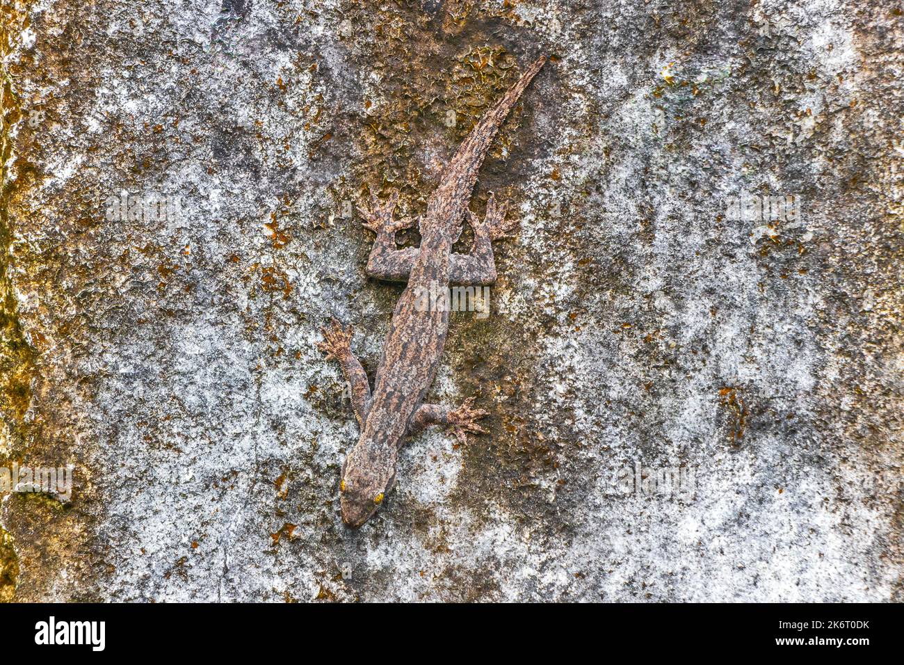 Lizards geckos iguanas reptiles in thai nature on stone rock and branch ...