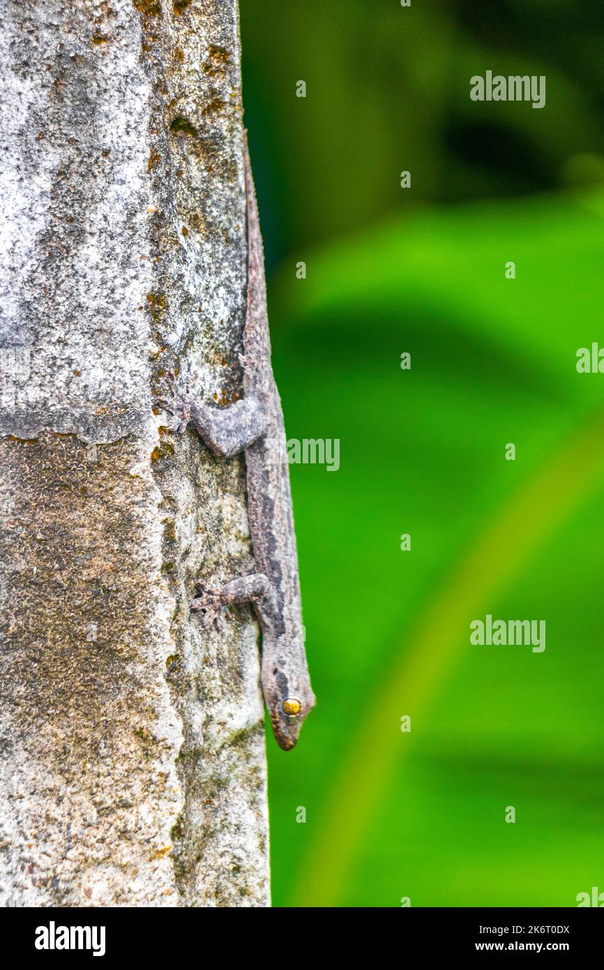Lizards geckos iguanas reptiles in thai nature on stone rock and branch ...